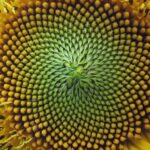 Nature’s Code: The Fibonacci Sequence - Sophia Teachers